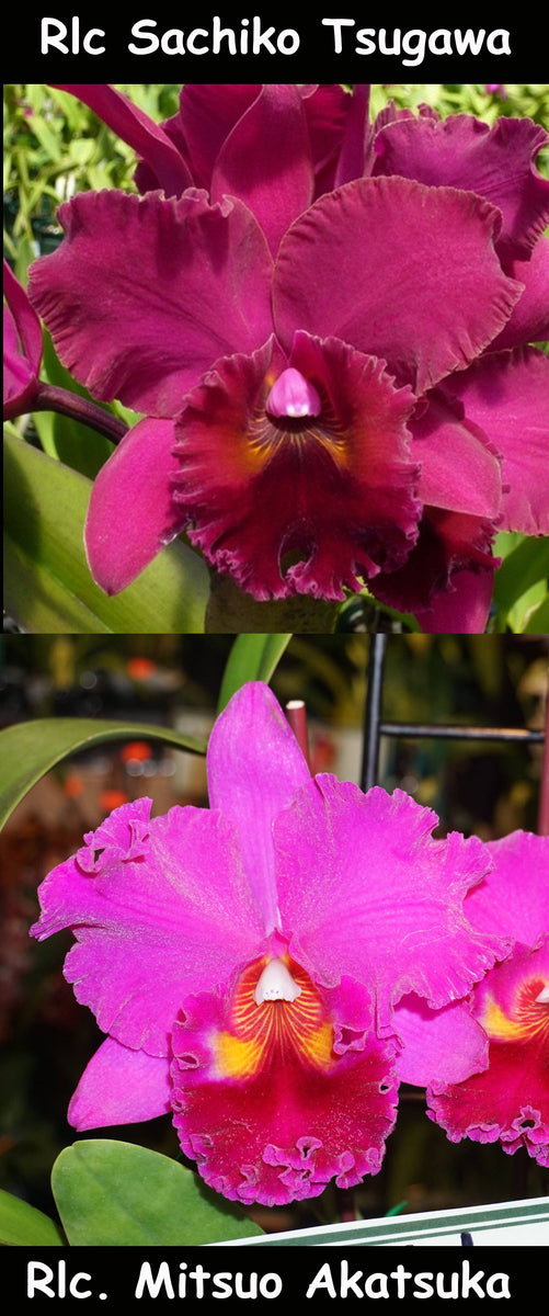 Rlc. Sachiko Tsugawa "DRL' x Rlc. Mitsuo Akatsuka 'VQ' (5") – Plantio La Orquidea