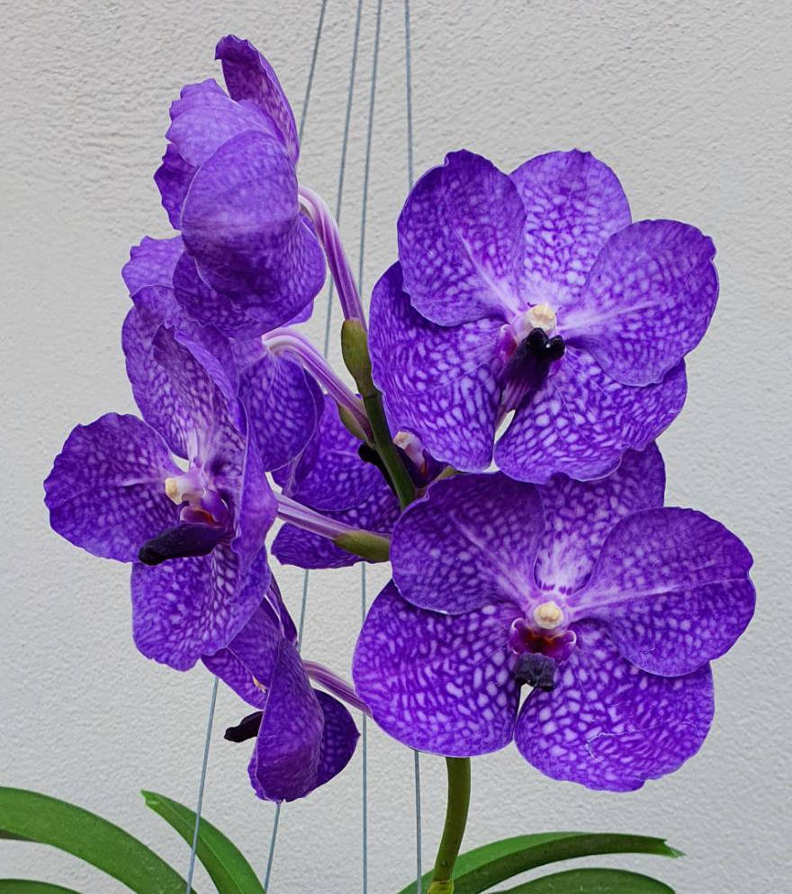 Vanda (Vanda Vichai x coerulea )'Mr.Santi' – Plantio La Orquidea