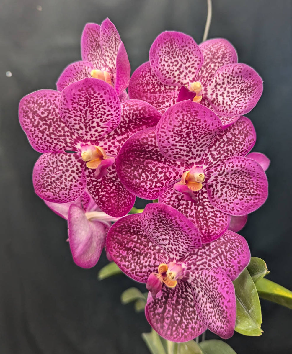 Vanda Uraiwan Belle 'Varinta' (3"b) – Plantio La Orquidea