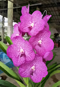 Vanda Noppadol Delight Pink AM/AOS (3"p) – Plantio La Orquidea