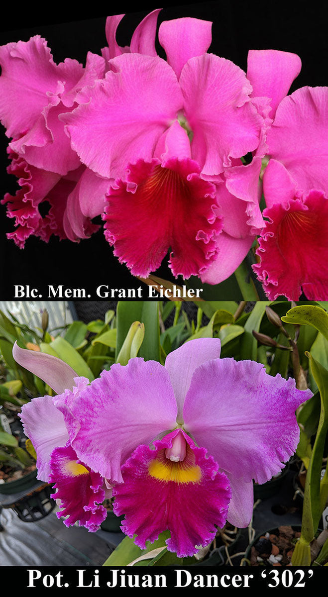 Rlc. Graf's Impresionante Blc. Grant Eichler 'Lenette' x Pot. Li Jiuan – Plantio La Orquidea