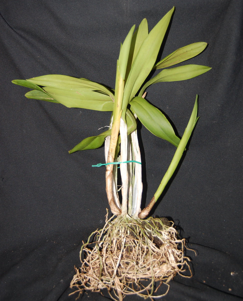 Bare Root Plants – Tagged "Orchid Species" – Plantio La Orquidea