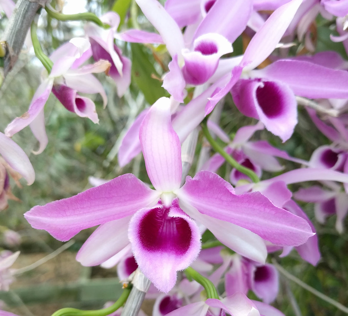 Dendrobium – Tagged "Dendrobium Hybrids" – Plantio La Orquidea