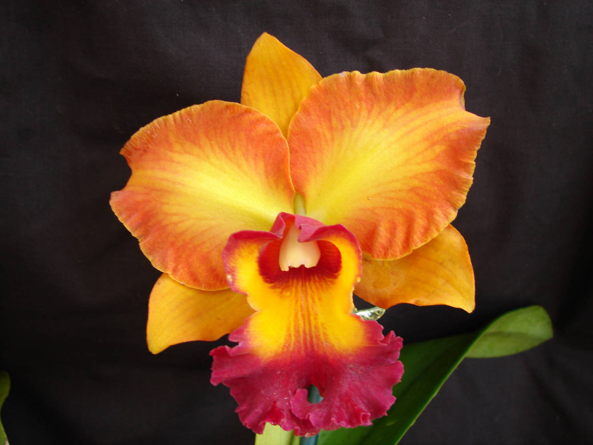 Potinara Nancy Gilmore (5"p) (Pot Mary Hellen Carter x Pot Frank Gilmo ...