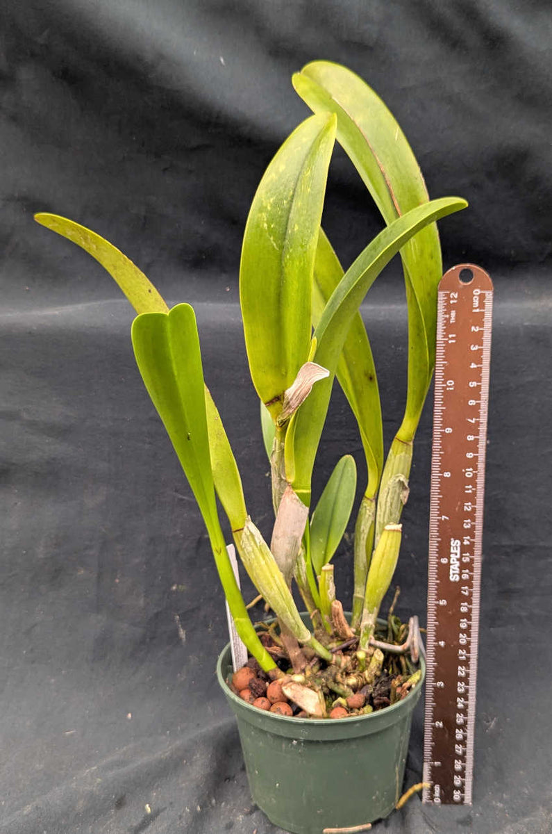 Potinara Nancy Gilmore (5"p) (Pot Mary Hellen Carter x Pot Frank Gilmo ...