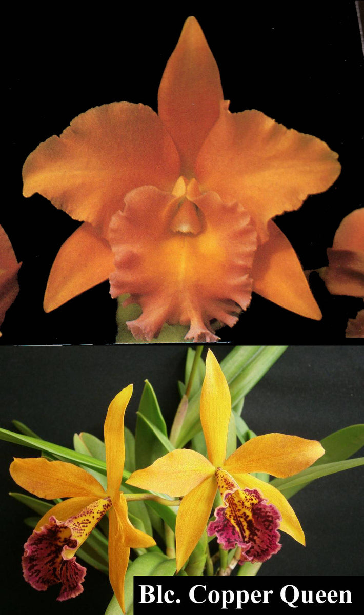 Chz. Playa Osma (5"p)(Chz. Graf's Farra x Blc. Copper Queen 'El Hatill ...