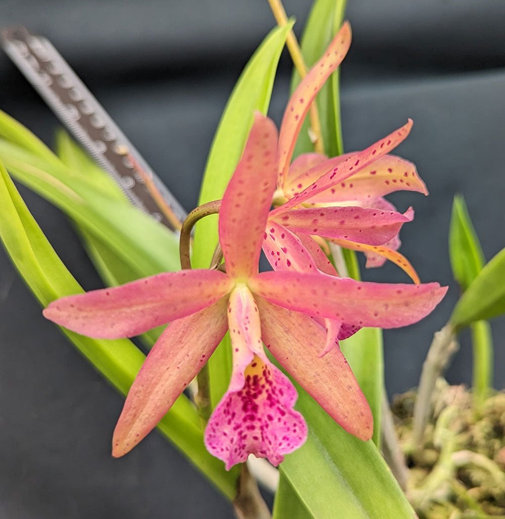 Chz. Haleahi Sunbow (4"p) Bc. (Maikai 'Mayuni' x Blc. Golden Tang ...