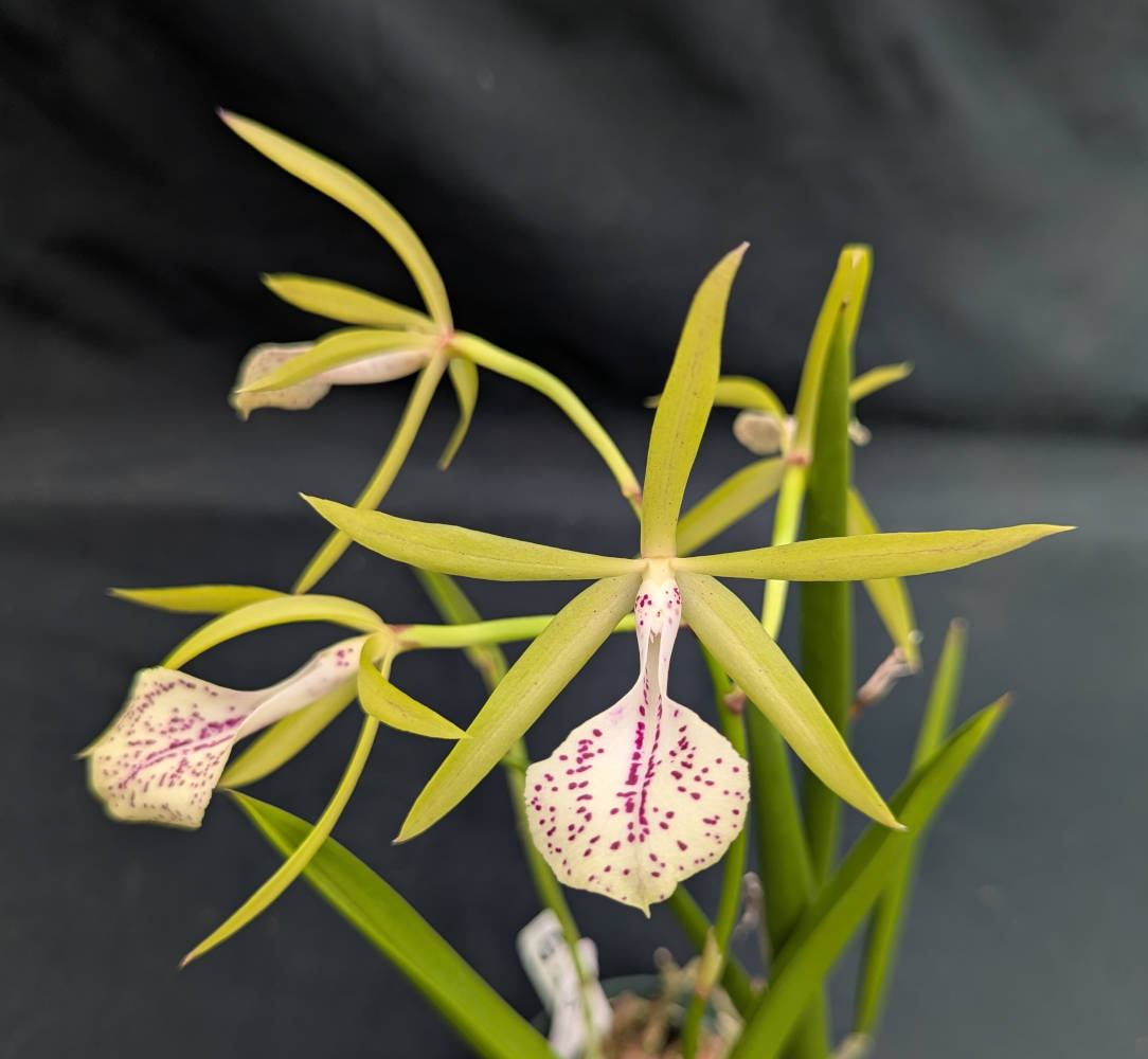 Chz. Haleahi Sunbow (4"p) Bc. (Maikai 'Mayuni' x Blc. Golden Tang ...