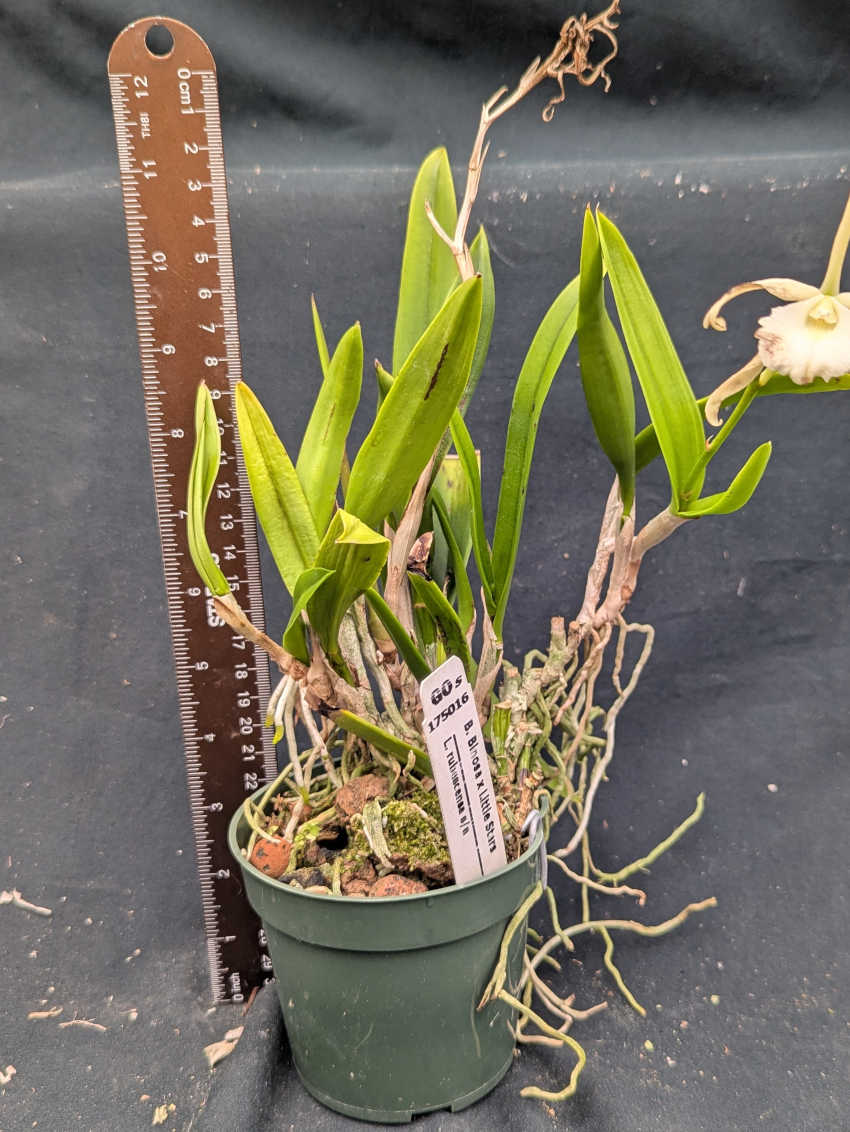 Blc. Graf's Birdie (4"p) Bc. Green Bird x Laelia rubescens semi alba ...