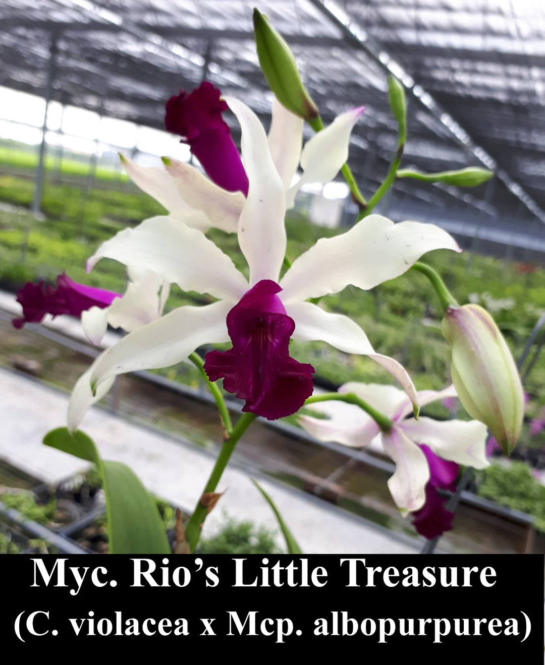 Myc. Rio's Little Treasure (2"p) ( Mcp. albopurpurea x C. violacea s/a – Plantio La Orquidea