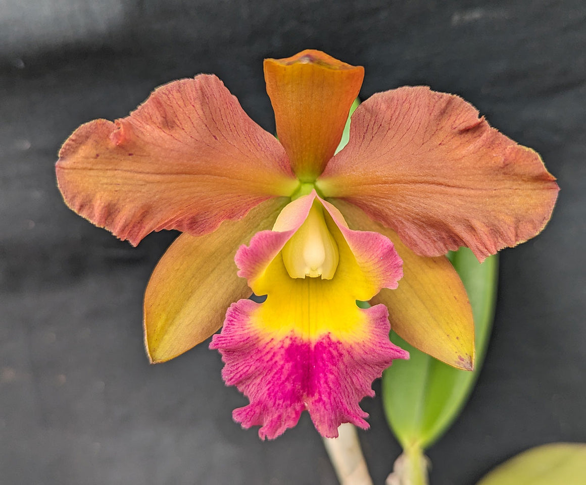 Rlc. Graf's Arrumaco (2"p) Blc. Noriko Kawamura 'Volcano Yellow' x C ...