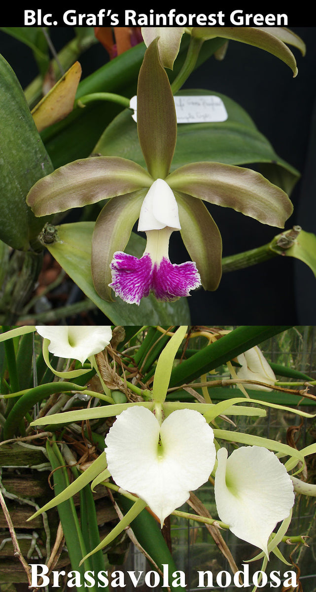 Rby. Playa Cocoa Blc. Graf's Rainforest Green 'Tina's Choice' x B. nod ...