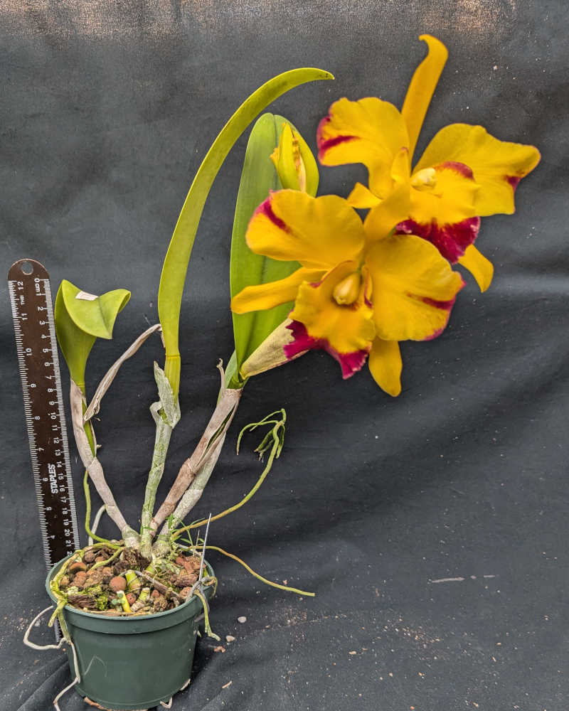 Rlc. Shang Ding Beauty (5"p) Meristem – Plantio La Orquidea