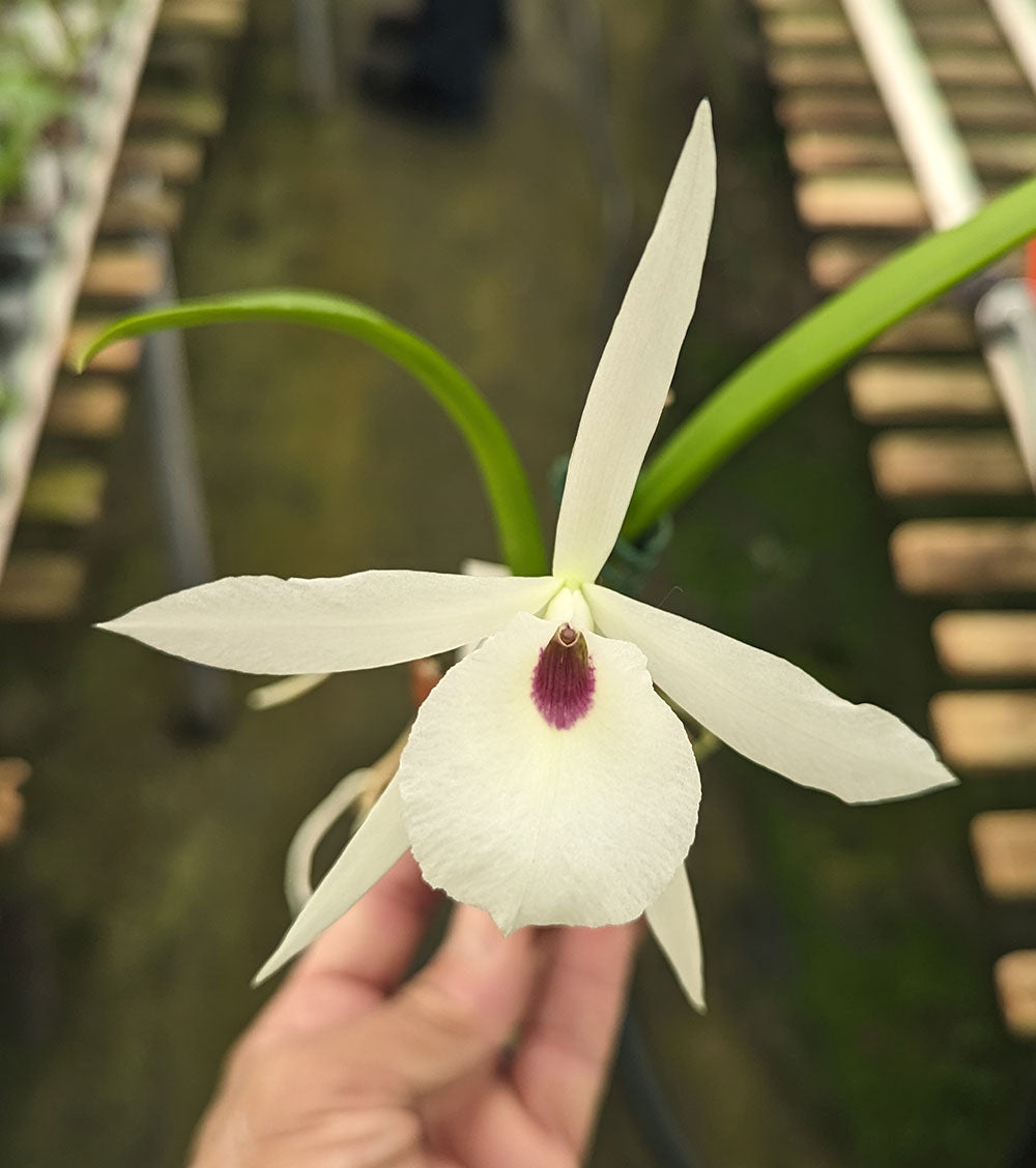 Products – Tagged "Cattleya Hybrids" – Plantio La Orquidea