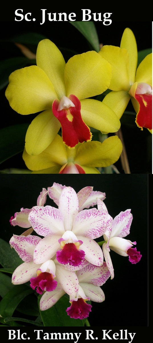 Sc. June Bug 'Cole #3' x Blc. Tammy R. Kelly ‘Newberry’ (2"p) – Plantio ...