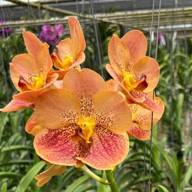 Vanda Freya Beauty No. 533 (3"b) Meristem – Plantio La Orquidea