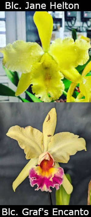 Blc. Jane Helton x Rlc. Graf's Encanto (2"p) – Plantio La Orquidea