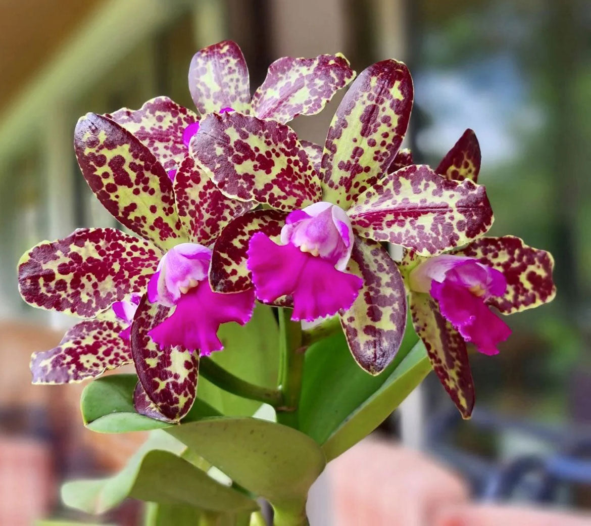 Bct. Yuan Dung Python 'Passion Fruit' (5"p) – Plantio La Orquidea