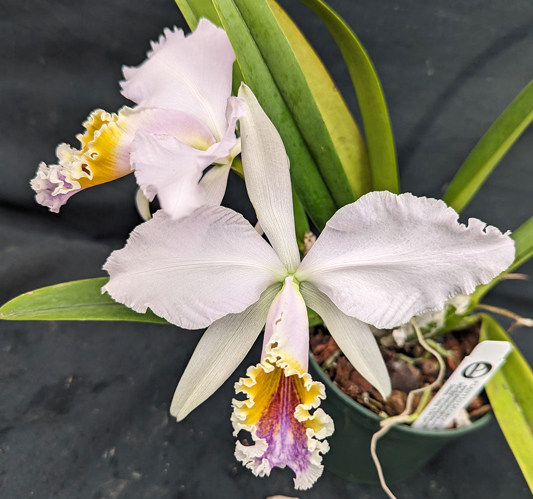 Products – Page 7 – Plantio La Orquidea