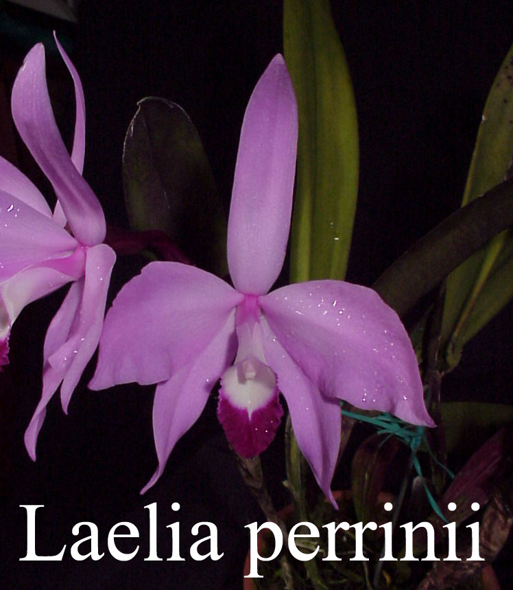 Laelia perrini 'Suwada 4N' x 'Sistah' (2"p) – Plantio La Orquidea