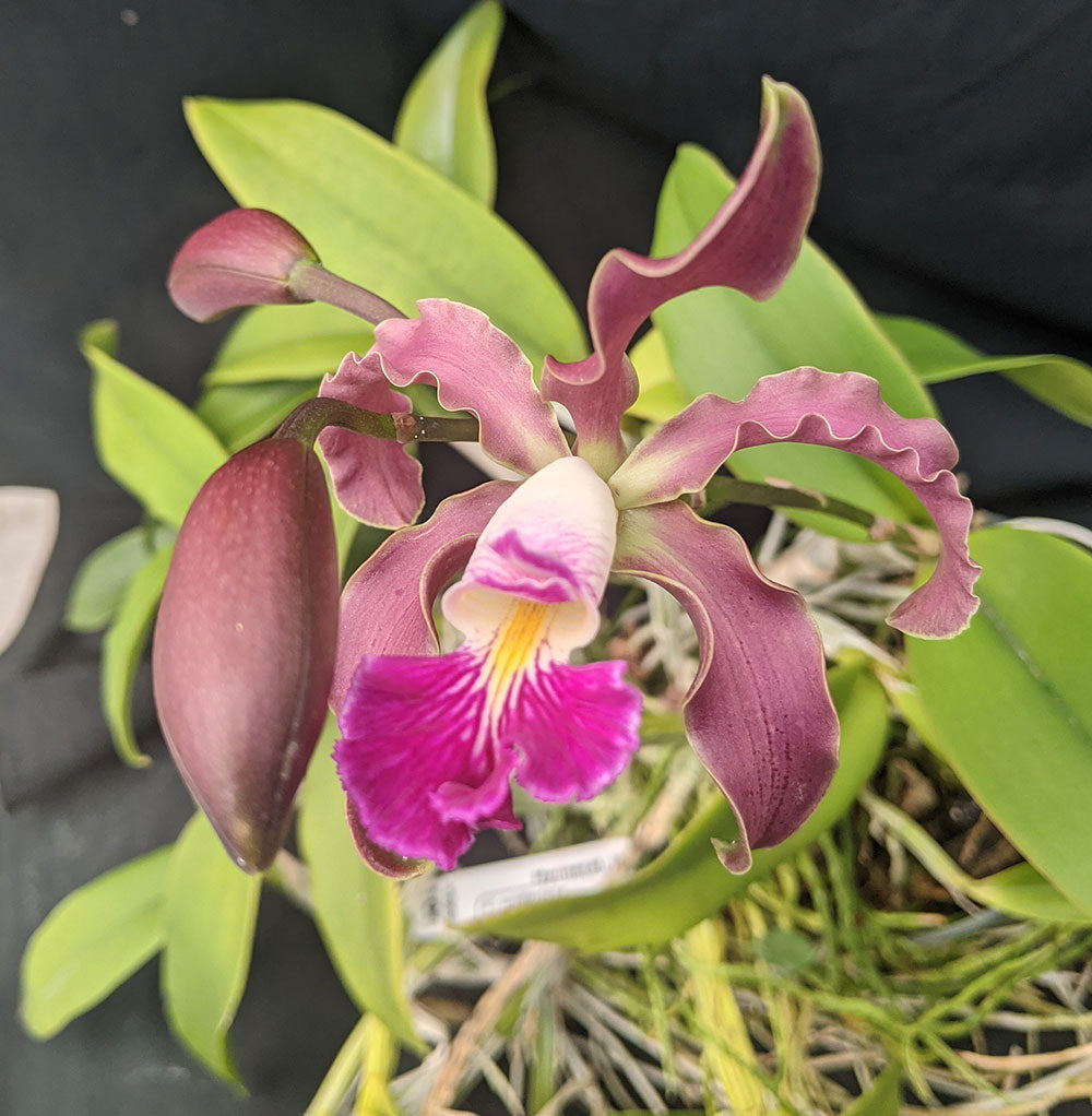 Myrmecocattleya Matt Rinder (4") – Plantio La Orquidea