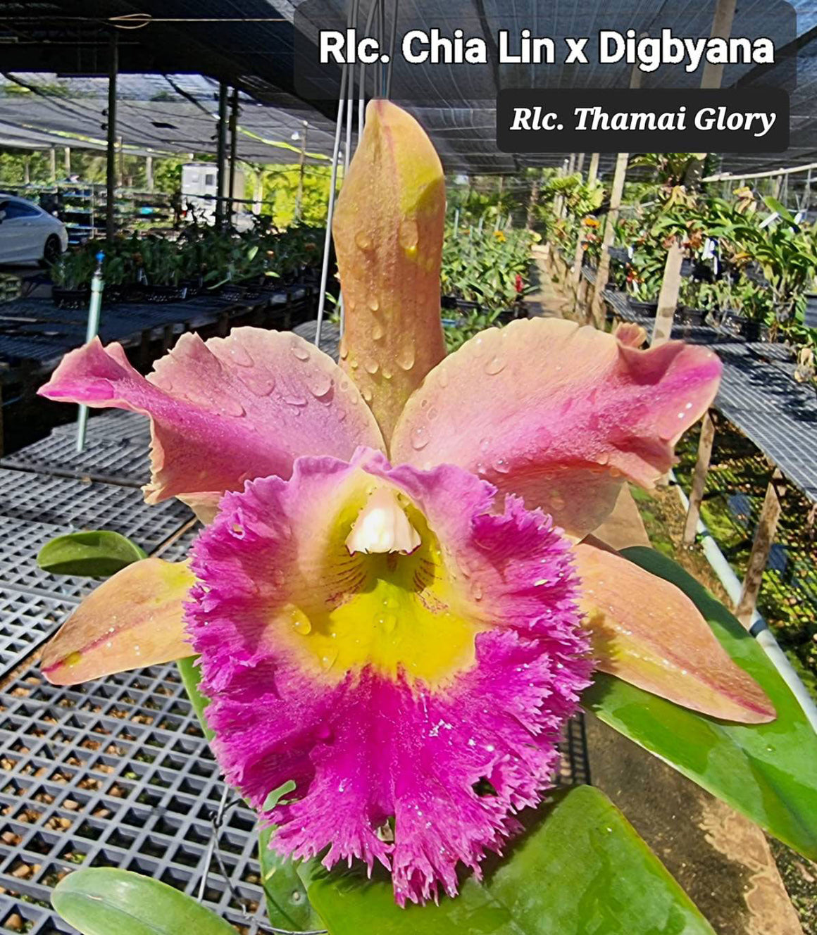 Cattleya Hybrids – Page 8 – Plantio La Orquidea