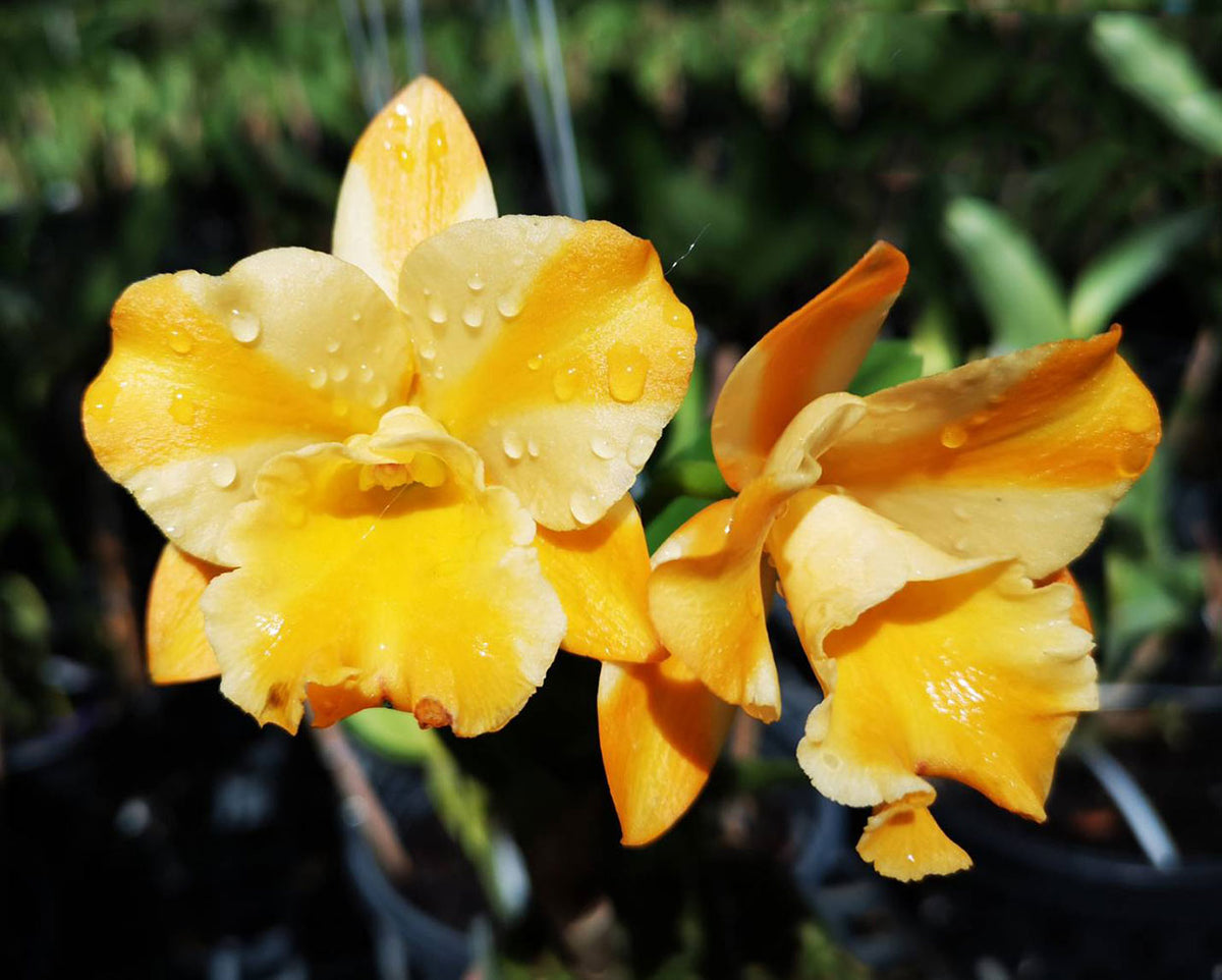 Rth. River Kwai Bridge (2"p) Rth. (Nell Hammer x Little Fairy ...