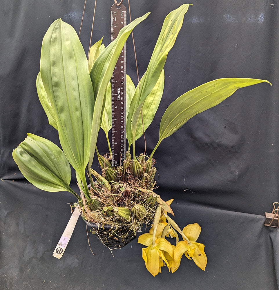 Stanhopea Wardii