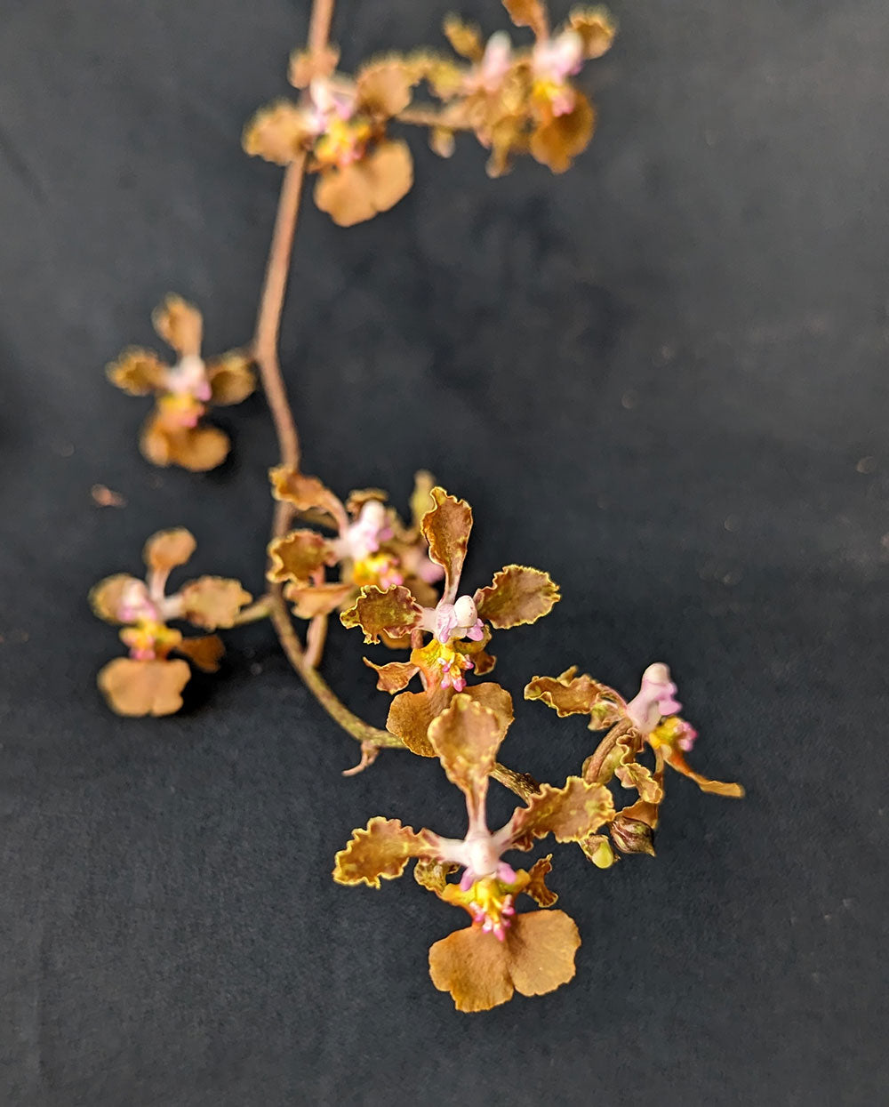 Oncidium (Lophiaris/Trichocentrum) carthagenense x sibling (2 ...