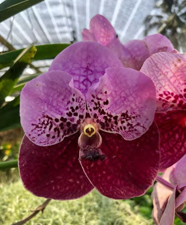 Products – Tagged "Vanda Mericlone" – Plantio La Orquidea