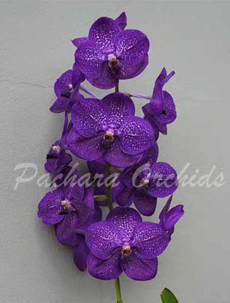 Products – Tagged "Vanda Mericlone" – Page 2 – Plantio La Orquidea