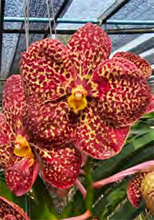 Vanda Razarudin Husain 'Fire Leopard' (3"b) – Plantio La Orquidea