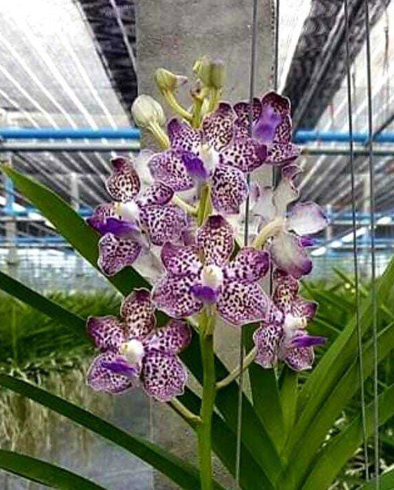 Products – Tagged "Vanda Mericlone" – Plantio La Orquidea