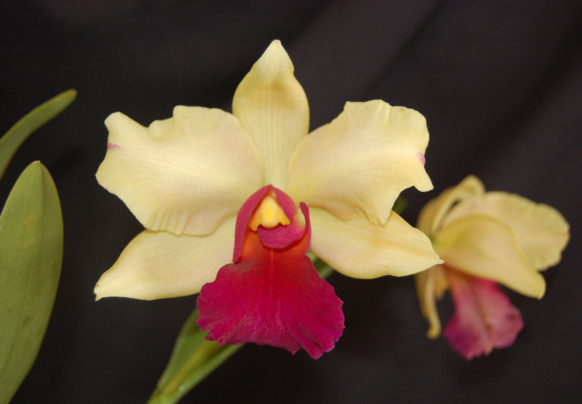 Blc. Graf's Epico (5"p)(Blc. Arom Gold x Graf's Original) – Plantio La ...