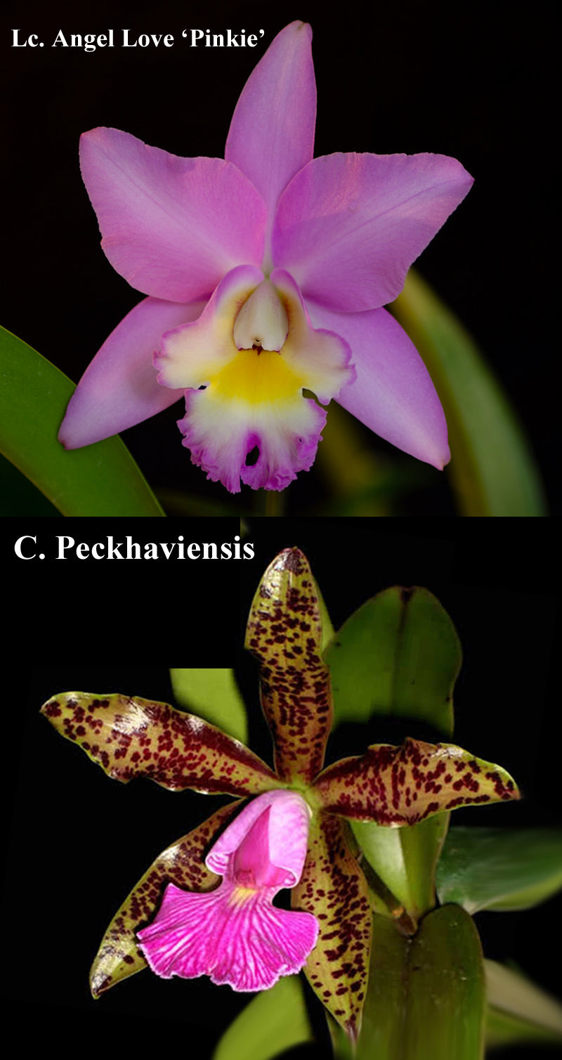 Lc. Oripoto's Love (Lc. Angel Love 'Pinkie' x C. Peckhaviensis "#1 ...