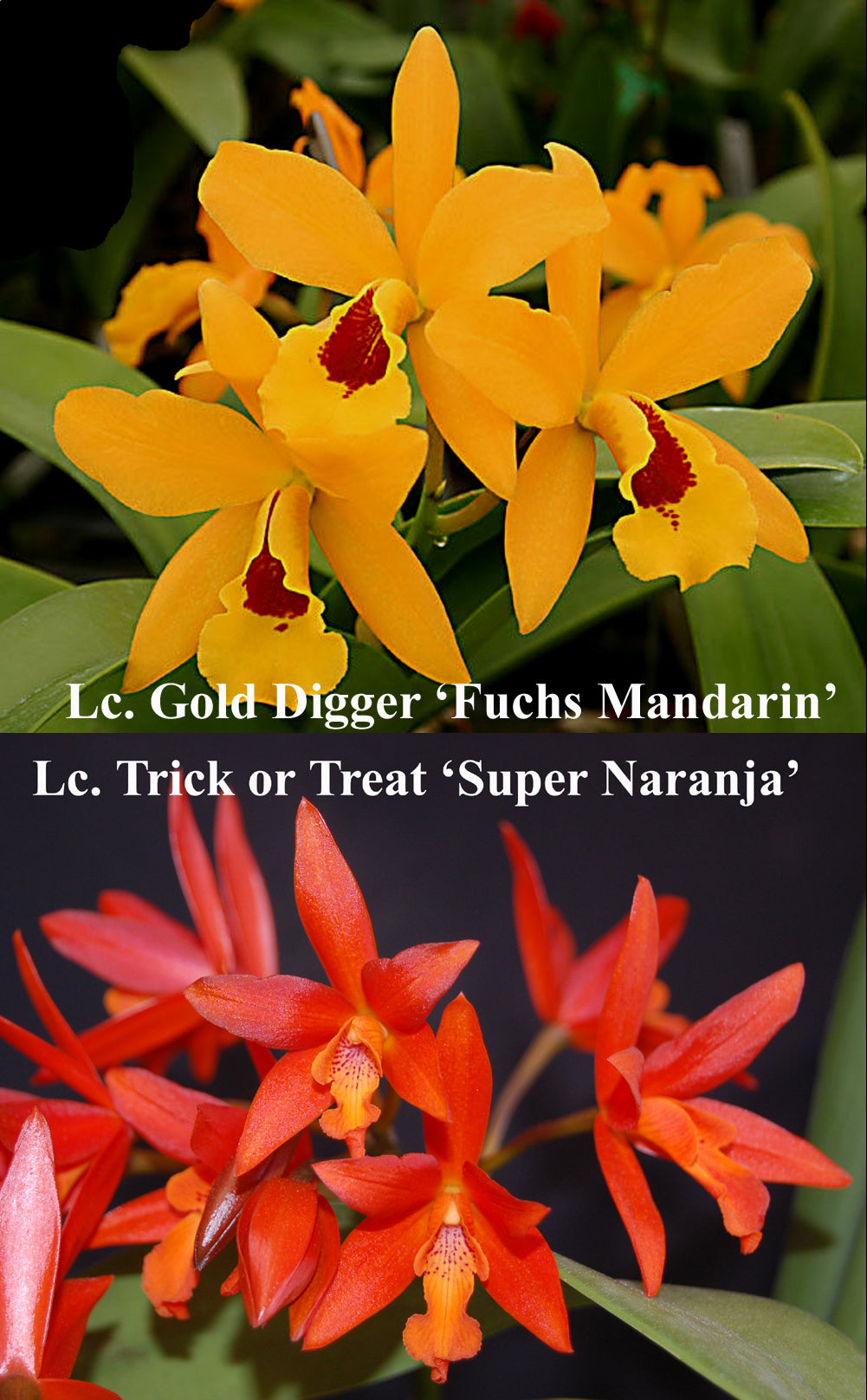 Products – Page 12 – Plantio La Orquidea