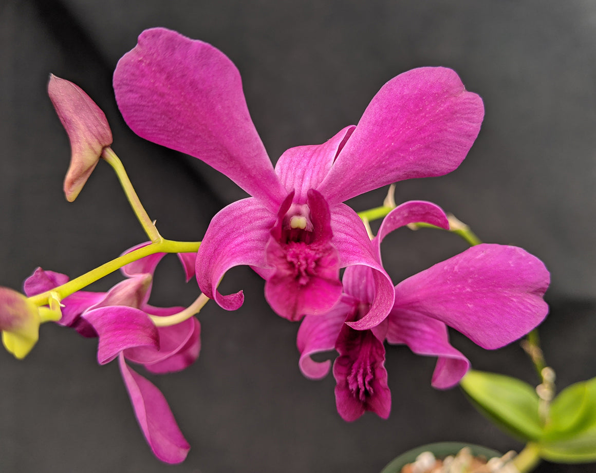 Products – Tagged "Dendrobium Hybrids" – Plantio La Orquidea