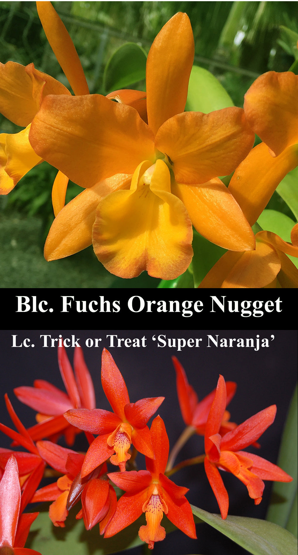 Blc. Tsiku Lily (4"p)(Blc. Fuchs Orange Nugget x Lc. Trick or Treat ...