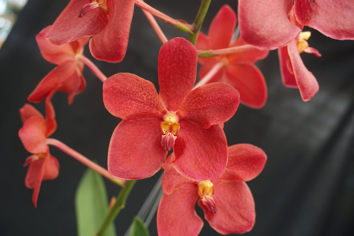 Vanda Hybrids – Plantio La Orquidea