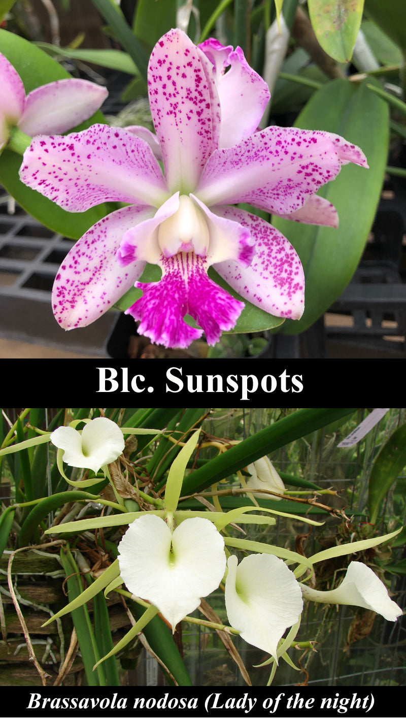 B. nodosa 'Josephine' x Blc. Sunspots 'Super Spot' (4") – Plantio La ...