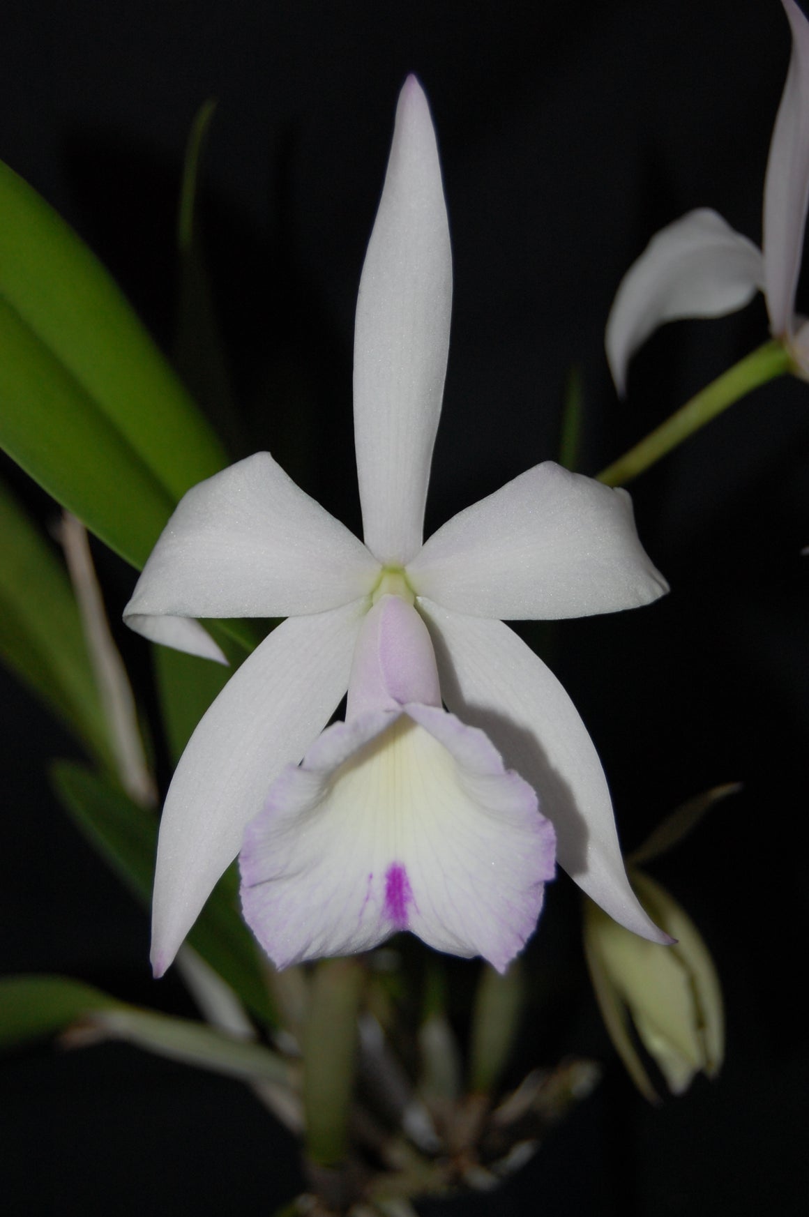 Products – Plantio La Orquidea