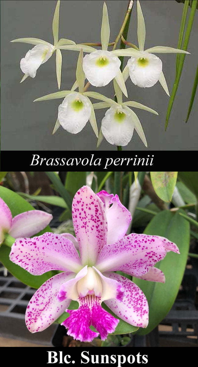 Brassavoila perrinii 'Valley Isle' x Blc. Sunspots (4"p) – Plantio La ...