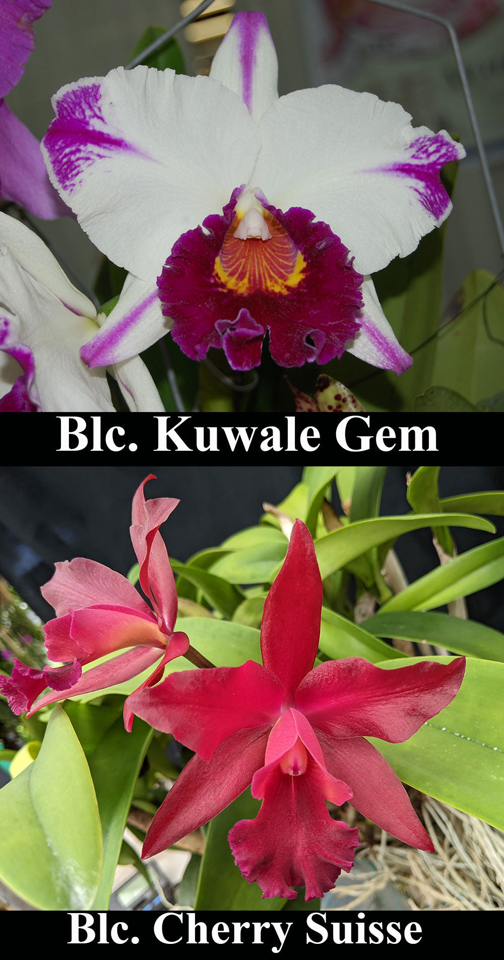 Cattleya Hybrids – Tagged "New Arrivals" – Plantio La Orquidea