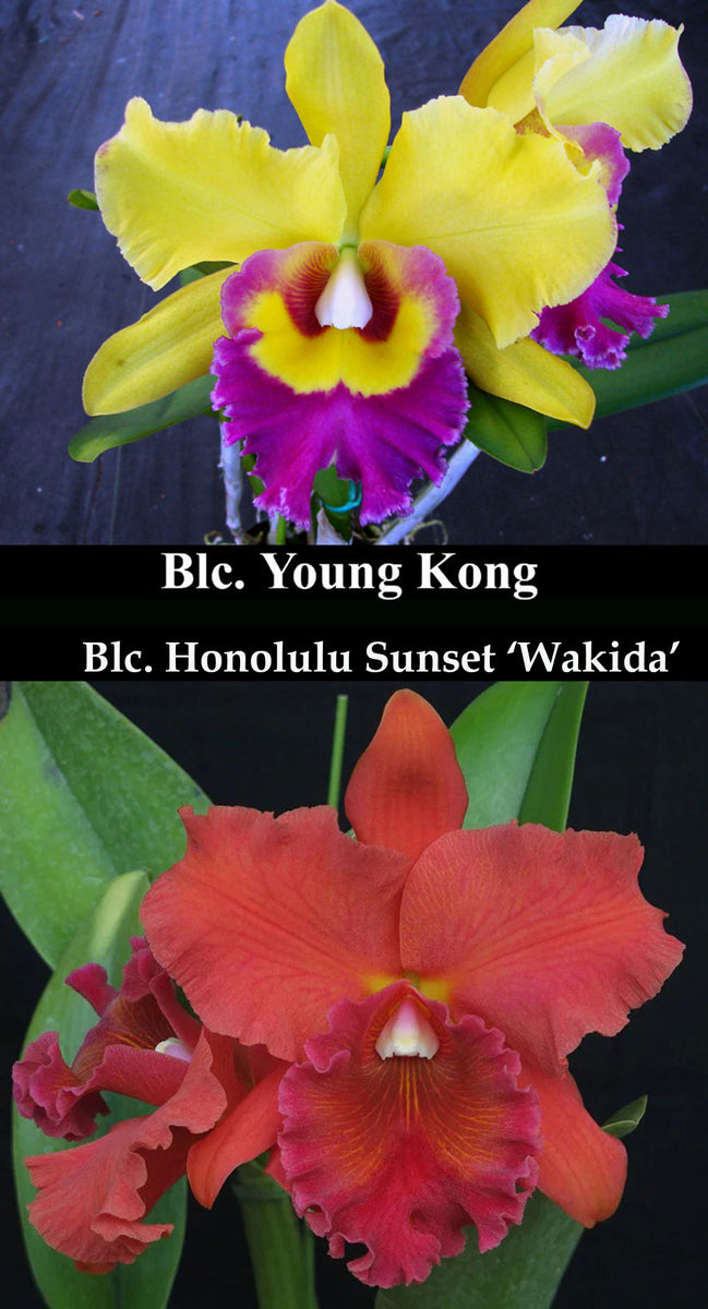 Blc. Graf's Chocho (4"p) (Blc Young Kong 'No 16' x Blc Honolulu Sunset ...