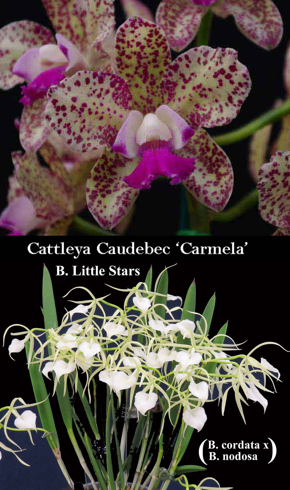 C. Caudebec x B. Little Stars (4"p) – Plantio La Orquidea