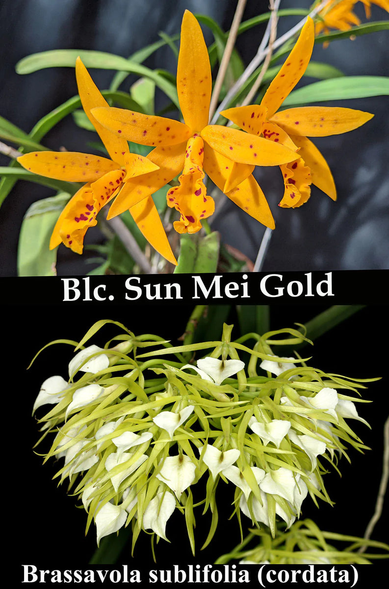 Blc. Playa Sanibel(4"p) Blc. Sun Mei Gold x B. cordata – Plantio La ...