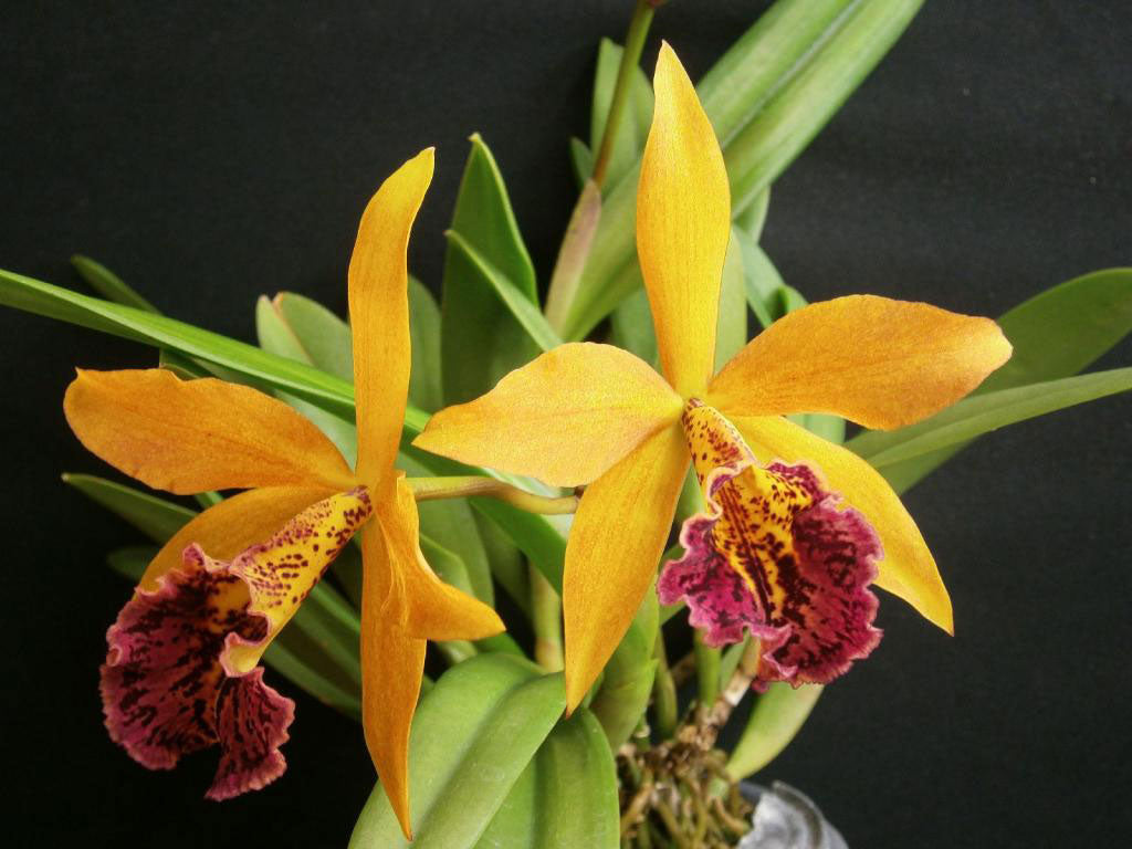 Products – Page 4 – Plantio La Orquidea