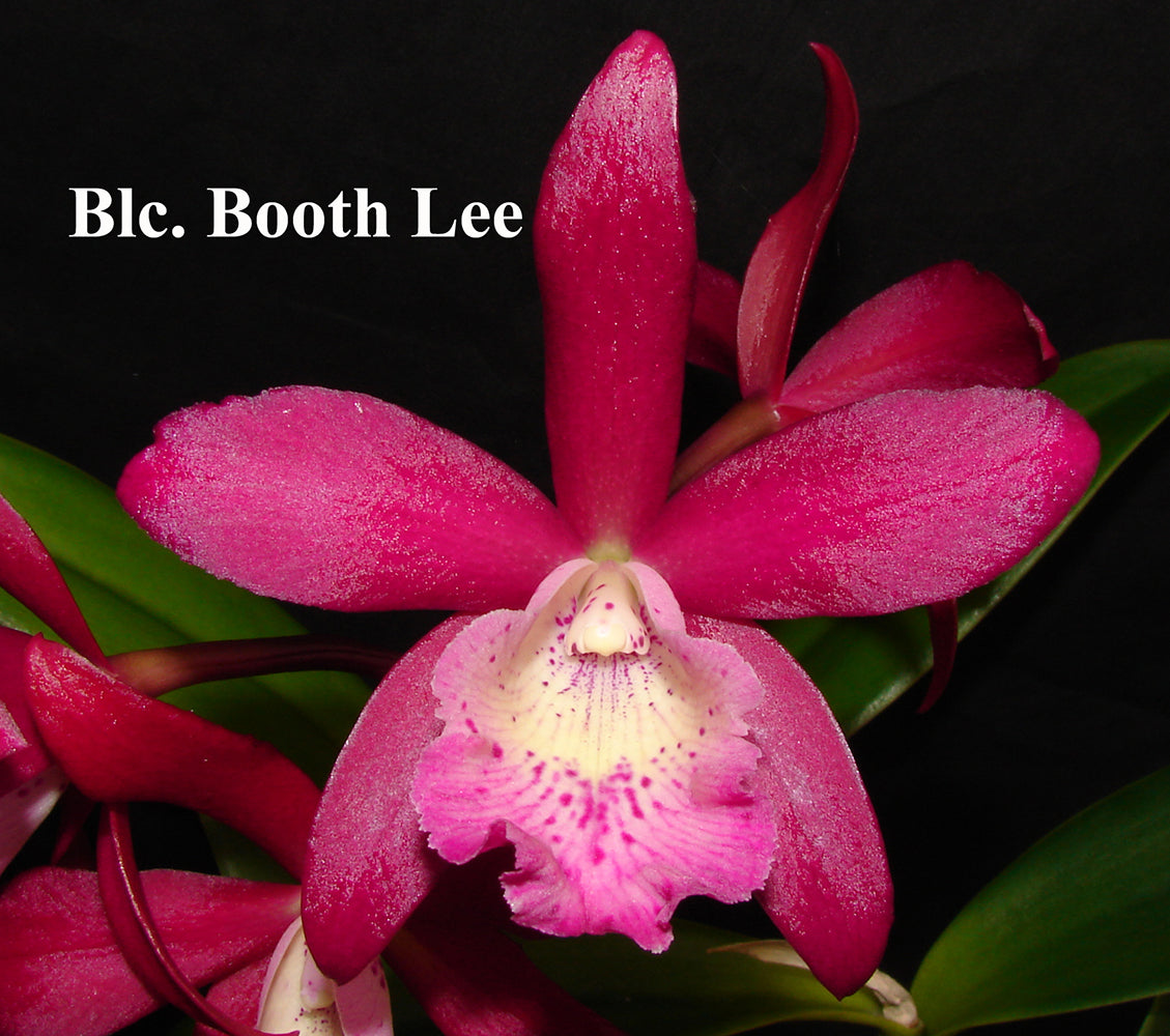 Products – Page 3 – Plantio La Orquidea