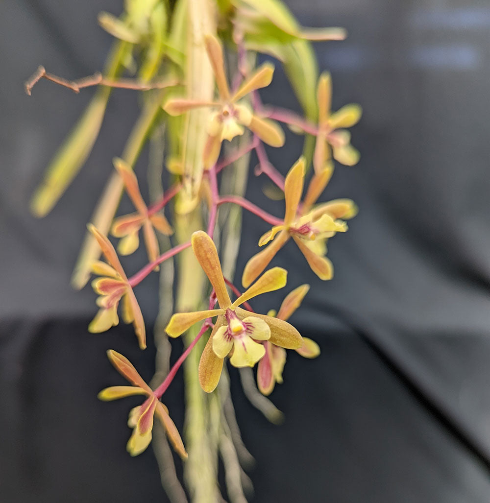 Orchid Hybrids – Tagged "Encyclia" – Plantio La Orquidea