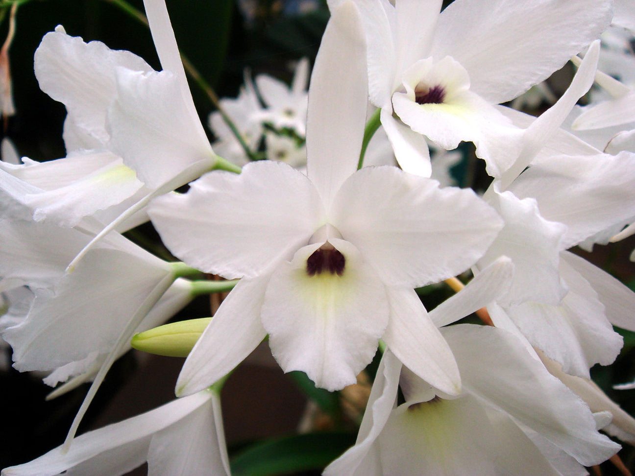 Laelia rubescens semi alba x self (2"p) – Plantio La Orquidea